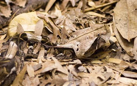 Gaboon Viper Camouflage