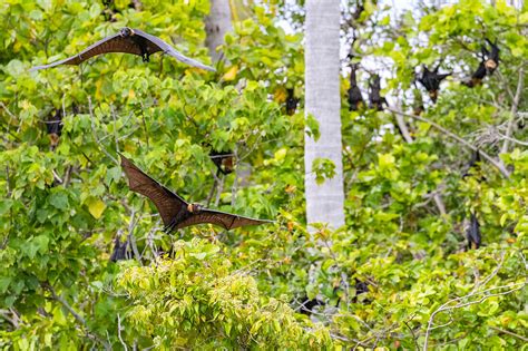 Common Tube Nosed Fruit Bats Nyctimene License Image 13998218