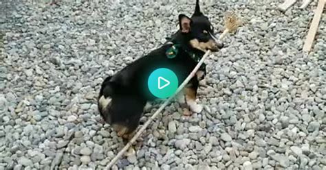 Sir Charles Barkley Found A New Stick Album On Imgur
