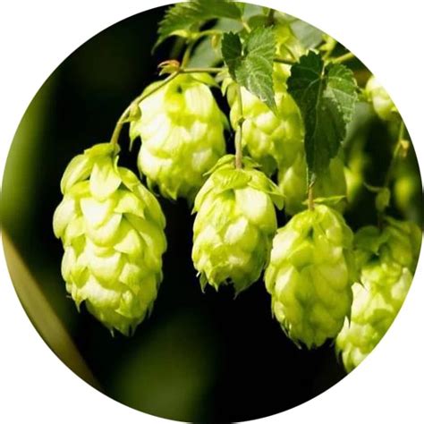 Perfumes Con Nota De Lúpulo