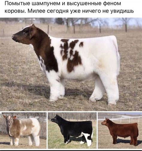 Вы не поверите какие уморительные животные ждут вас Смешные фото