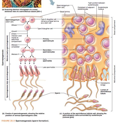 Anatomy Chapter 26 Flashcards Quizlet