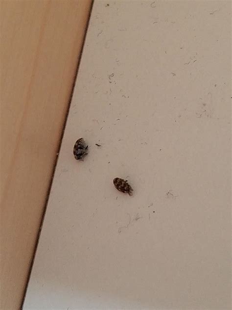 Possible Bed Bugs Rbedbugs
