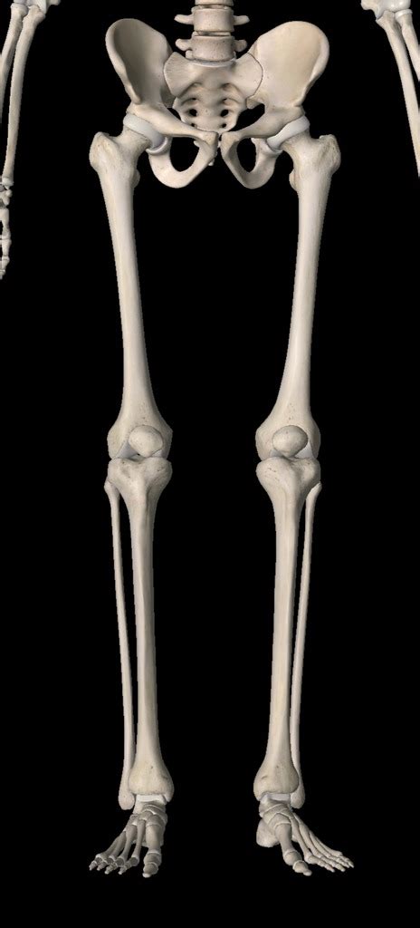 Lower Limbs Diagram Quizlet