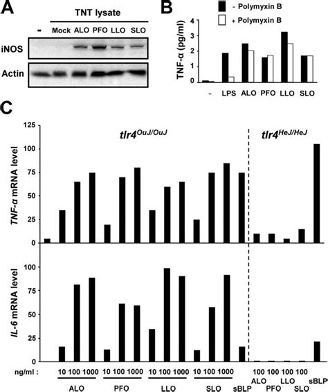 Tlr4 Activation By Alo And Other Cdcs Of Gram Positive Bacteria A Download Scientific