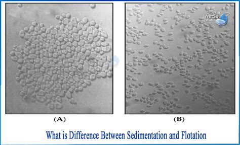 What Is Difference Between Sedimentation And Flotation