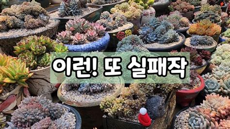 실패한 다육이 키핑장 이야기 다육이 키우기 Youtube