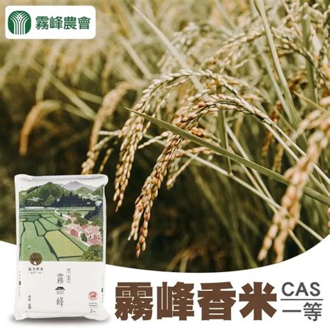 2024年12款最受歡迎的益全香米推薦：ptt熱議品牌完整評比 Chocolate And Relax