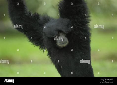 Siamang Hylobates Syndactylus Upright Standing Portrait Detail