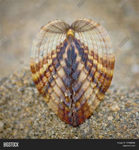 Symmetry Sea Shell On Image And Photo Free Trial Bigstock