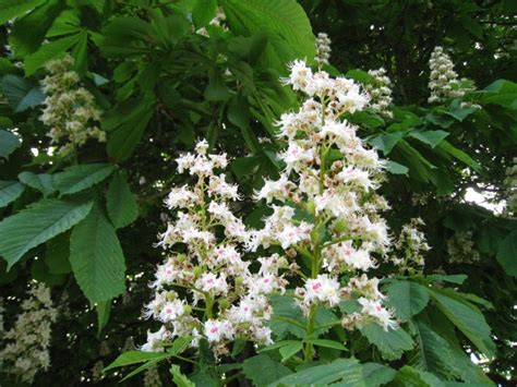 Castaño De Indias Aesculus Hippocastanum Guía Completa De