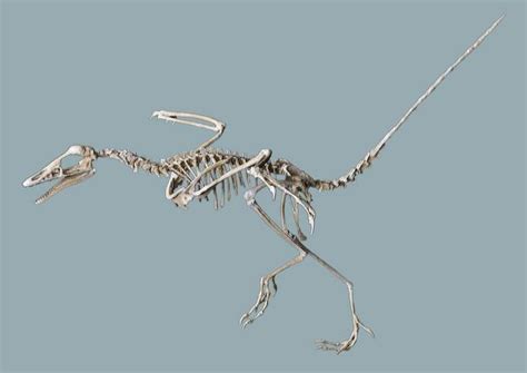 Archaeopteryx Lithographica Skeleton Display Replica Black Hills Institute