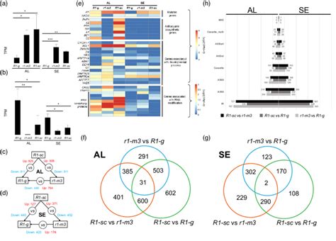 Laser Capture Microdissection RNA Sequencing Of R1 G R1 M3 And R1 Sc Download Scientific