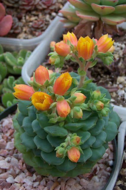 900 Plants Succulents And Caudiciforms Ideas Succulents Fat Plants