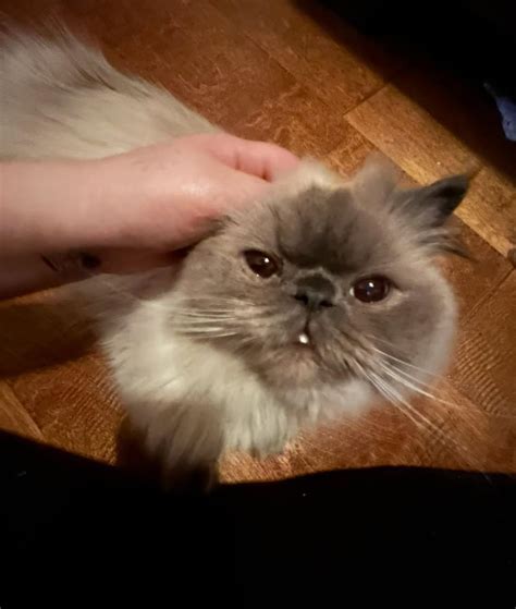 Fluffy Purebred Persian Cat