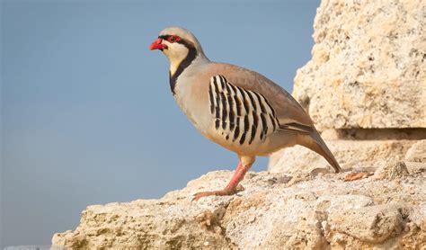 Chukar Partridge Facts Distribution And Population Biodb