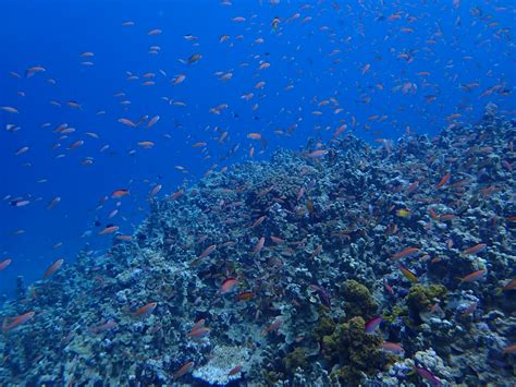 アカネハナゴイに尽きる GOODDIVE