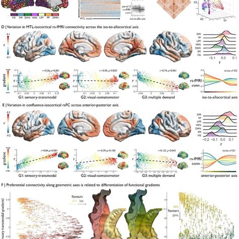 A Parcellation Of The Isocortex Coloured By Functional Community 64