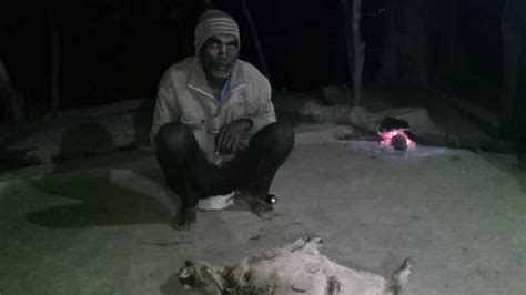 Wildlife In Chhattisgarh Leopard Hunted Goat In Mcb District Amar