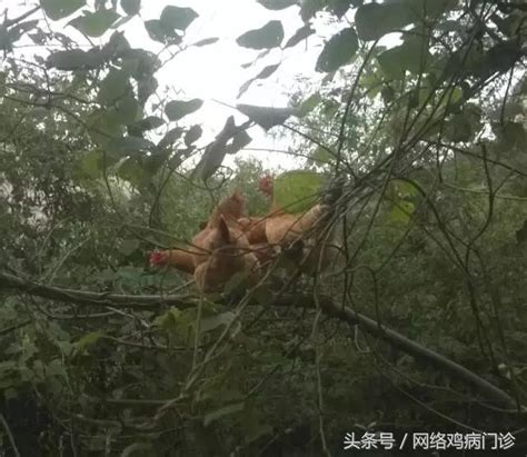 這才是養土雞的真正現狀，對回報和原生態的渴望，賺錢的機會來了 每日頭條