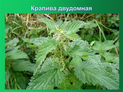 Многообразие растений Дикорастущие представители семейств 7 класс