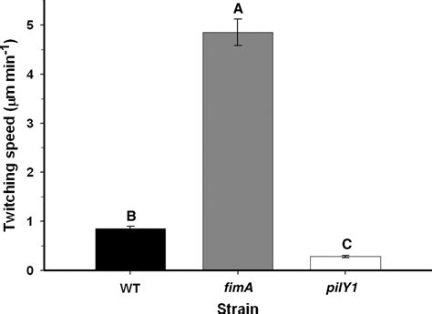 Mutations In Type I And Type Iv Pilus Biosynthetic Genes Affect Twitching Motility Rates In