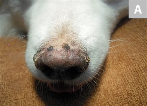 Lip Depigmentation In Canine Patients Top 5 Causes