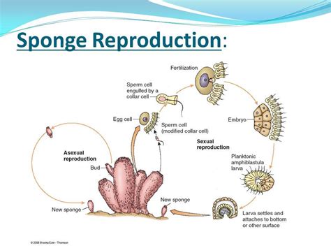 Phylum Porifera Reproduction Pieces Of Sponge Are Able Facebook