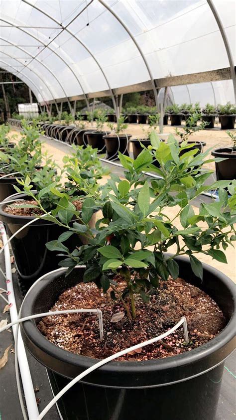 Raaj Dhaliwal On Linkedin New Plantings Of Op1 Progressing Well In