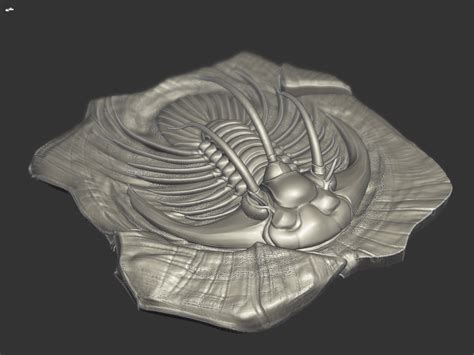 3d File Kolihapeltis Fossil・3d Printing Model To Download・cults