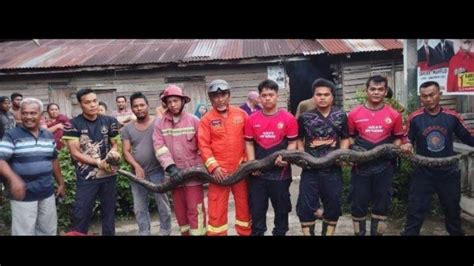 Heboh Ular Piton 4 Meter Menyusup Ke Dalam Rumah Berhasil Ditangkap Prohaba Co