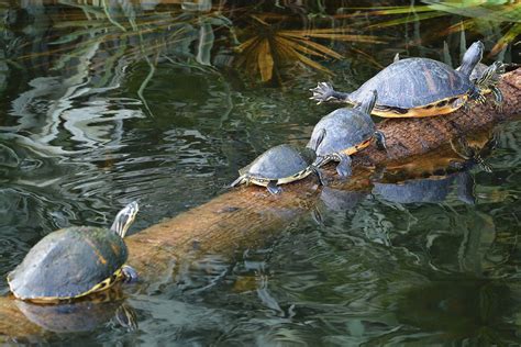 Chicken Turtle Deirochelys Reticularia Rf Ca Flickr