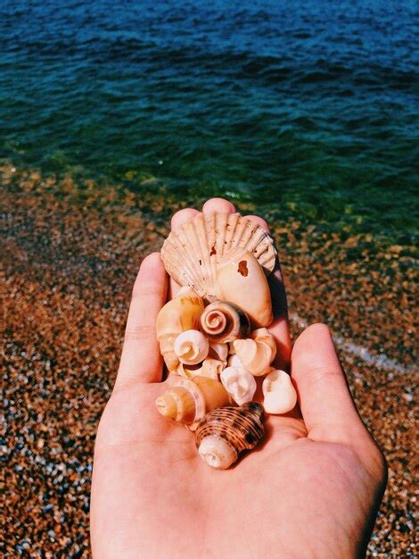 Shell Hug Images Free Download On Freepik