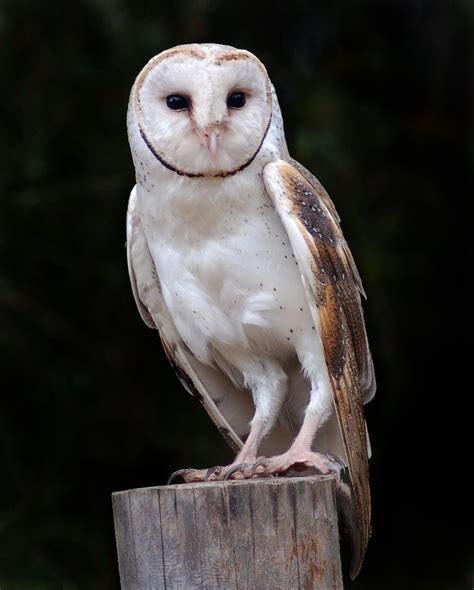 Bike Wallpaper Movies Wallpaper Owl Species Greenfinch Barred Owl