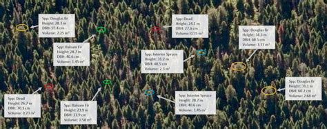 Mastering Big Data For Forest Inventories Geo Week News Lidar 3d