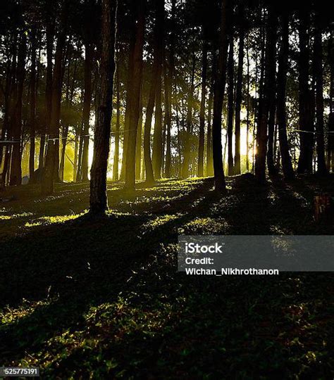실루엣 임산 트리를 아침입니다 Dawn 0명에 대한 스톡 사진 및 기타 이미지 0명 계절 고요한 장면 Istock