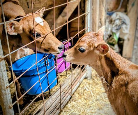7 Peralatan Kandang Sapi Perah Yang Penting Untuk Hasil Maksimal