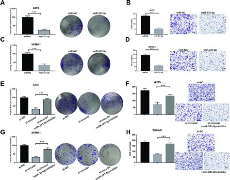 The Circ0002770mir 331 3p Axis Regulated Melanoma Cell Proliferation