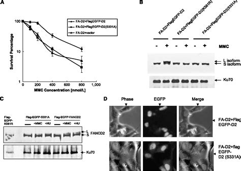 Figure 1 From Fanconi Anemia Complementation Group Fancd2 Protein
