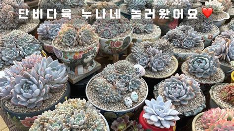 단비다육 누나네 놀러왔어요 ️ Youtube