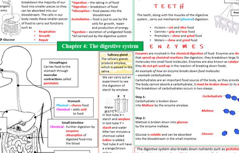 Digestive System Lesson Plans
