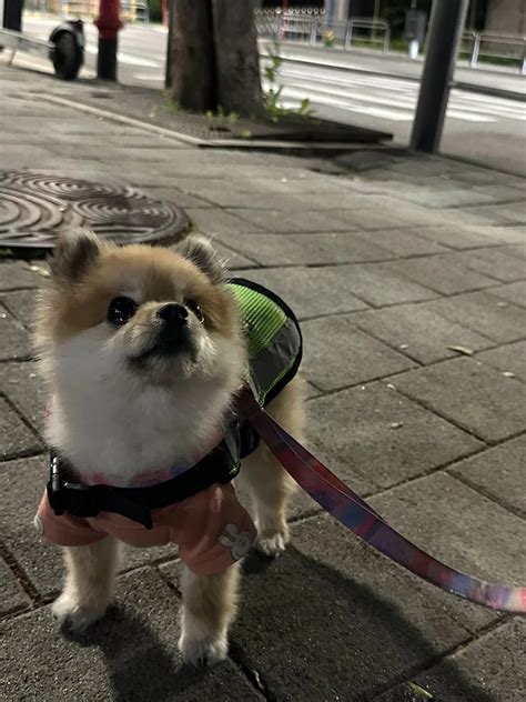 Hodu El Pomerania Valiente Que Protege Las Calles De Seúl Como Parte