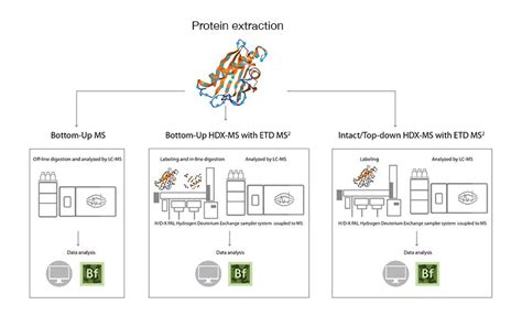 氢氘交换 Hdx 质谱法 Thermo Fisher Scientific Cn