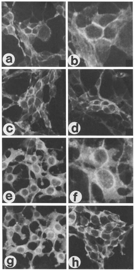 Effect Of Cycloheximide On The Internalization And Degradation Of