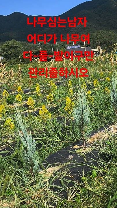 Shouthkorea 침엽수나무 블루엔젤 블루애로우 핑크오데마리 골드스마라그 은청가문비 베이비블루 블루다이아몬드 조경수 투잡