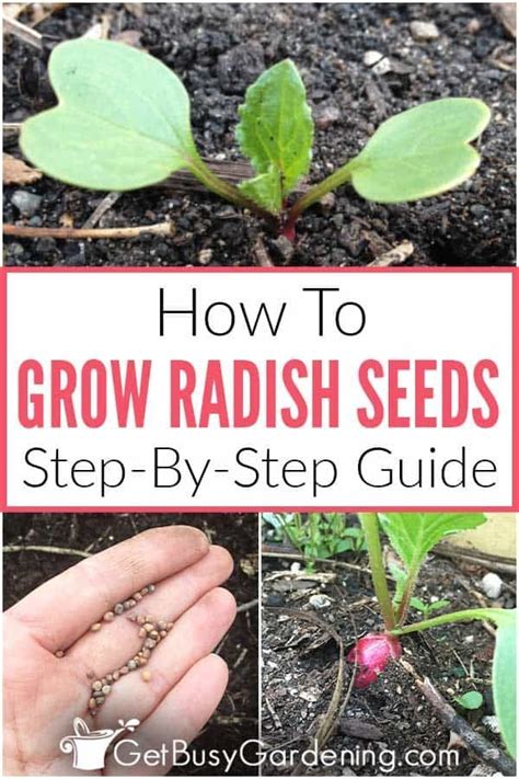 Growing Radishes From Seed Everything You Need To Know Growing