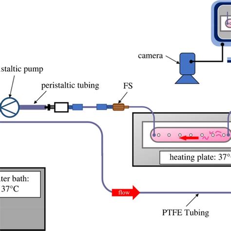 Schematic Representation Of The Microfluidic Experimental Set Up The