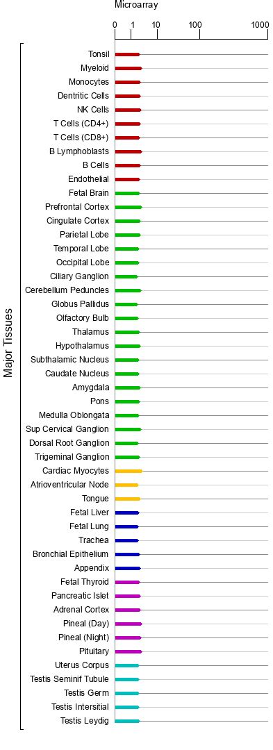 Actn3 Gene Genecards Actn3 Protein Actn3 Antibody