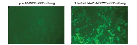 In Vivo Rnai Thermo Fisher Scientific Us