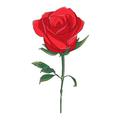 단일 빨간 장미 빨간색 장미 삽화 Png 일러스트 및 Psd 이미지 무료 다운로드 Pngtree